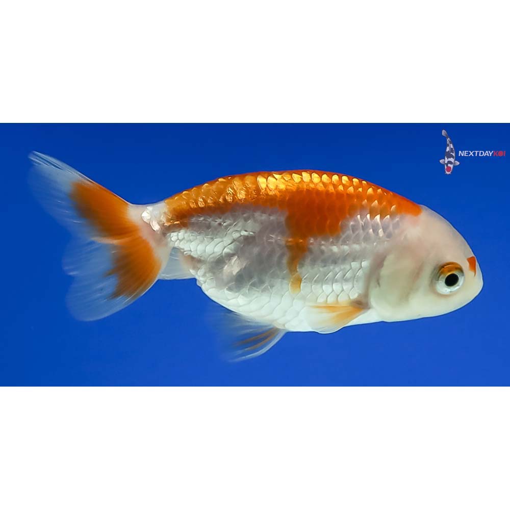 3” Imported Red and White Ranchu | Koi Fish For Sale