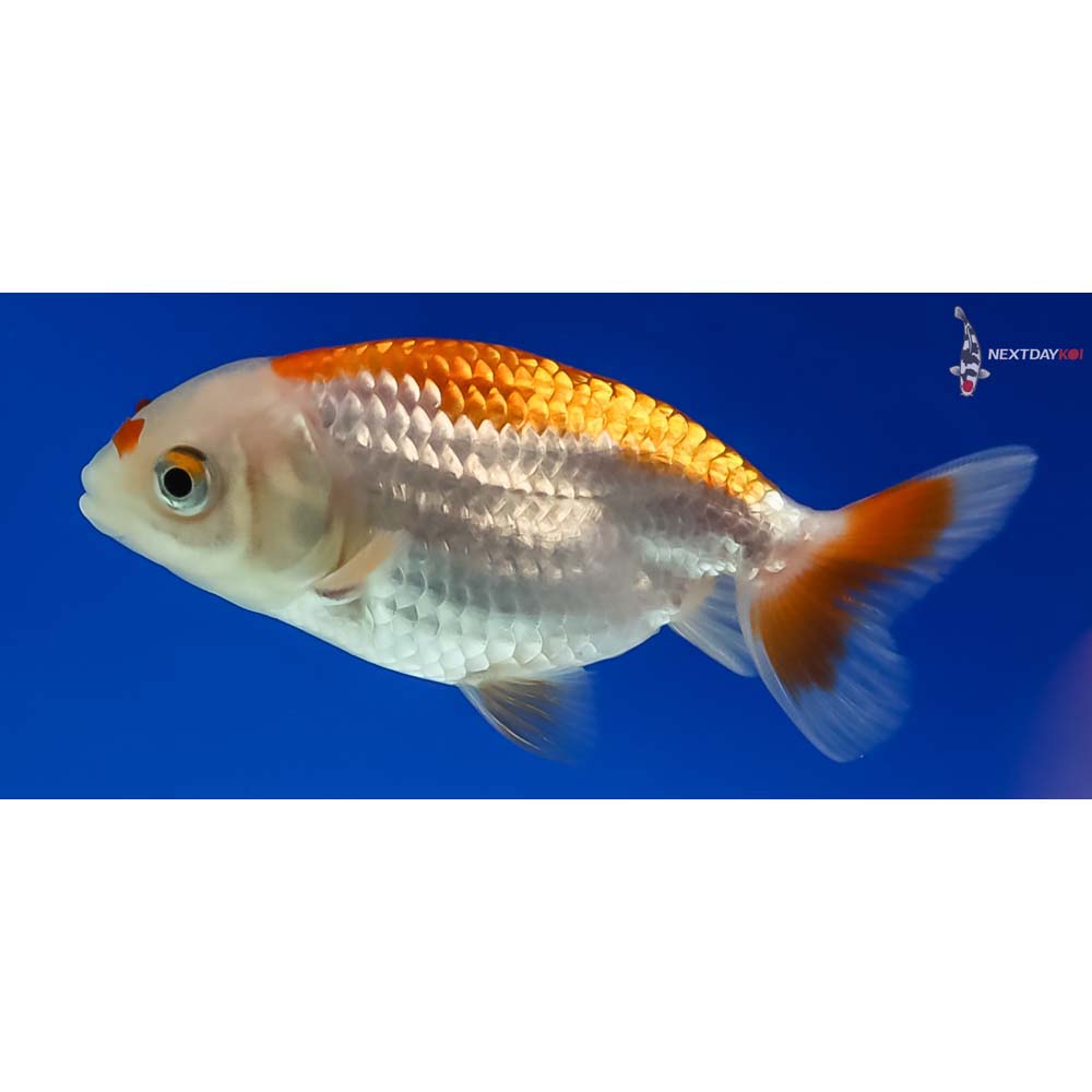 3” Imported Red and White Ranchu | Koi Fish For Sale