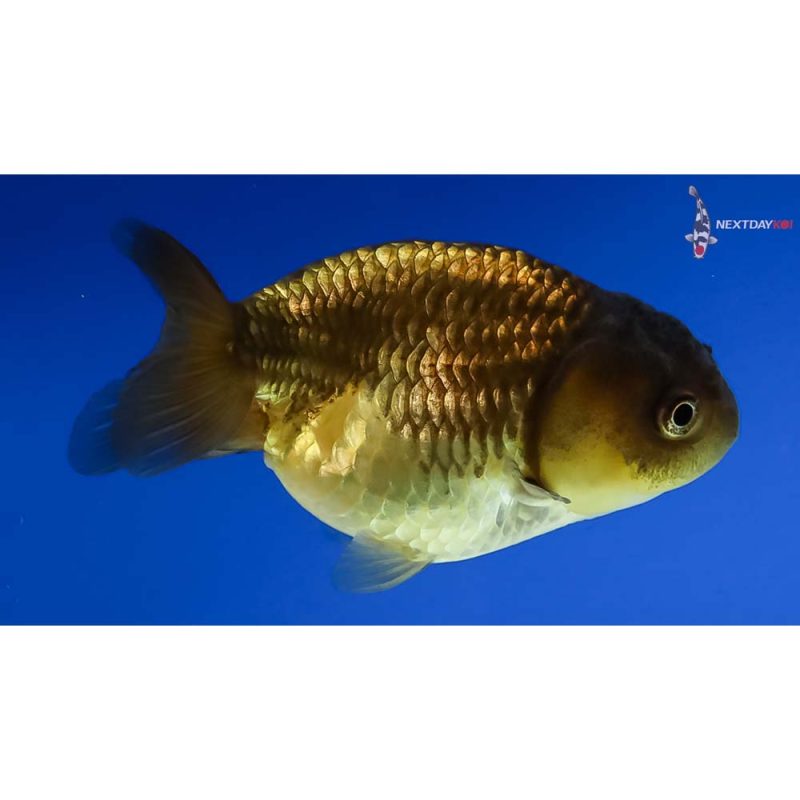 Ranchu | Koi Fish For Sale | Next Day Koi