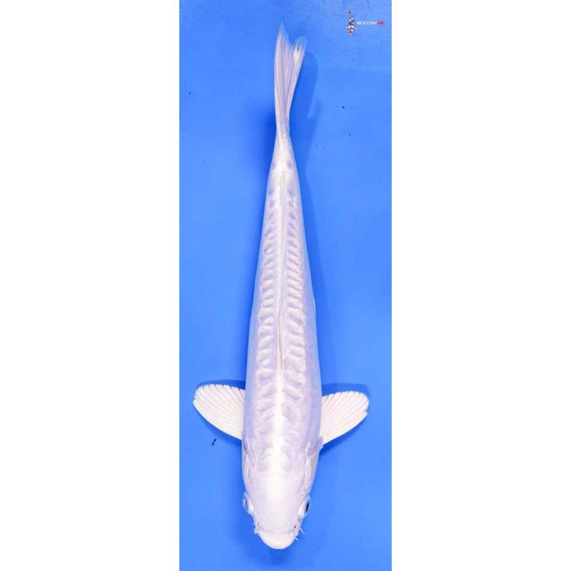 Platinum Ogon | Koi Fish For Sale | Next Day Koi