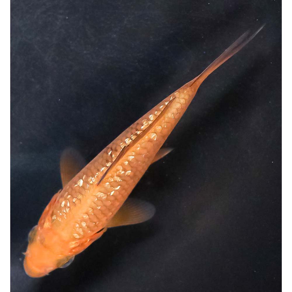 4” Imported Gin Rin Chagoi | Koi Fish For Sale