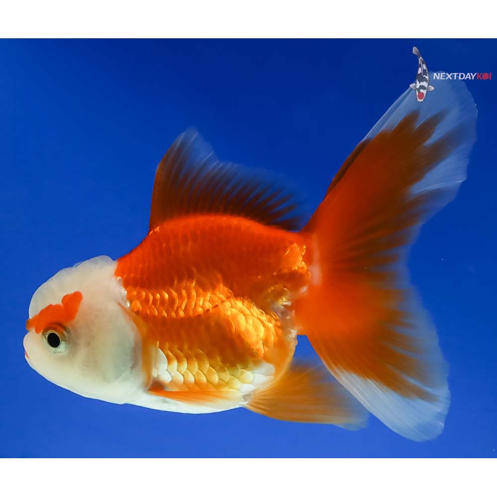 4” Imported Red and White Oranda | Koi Fish For Sale
