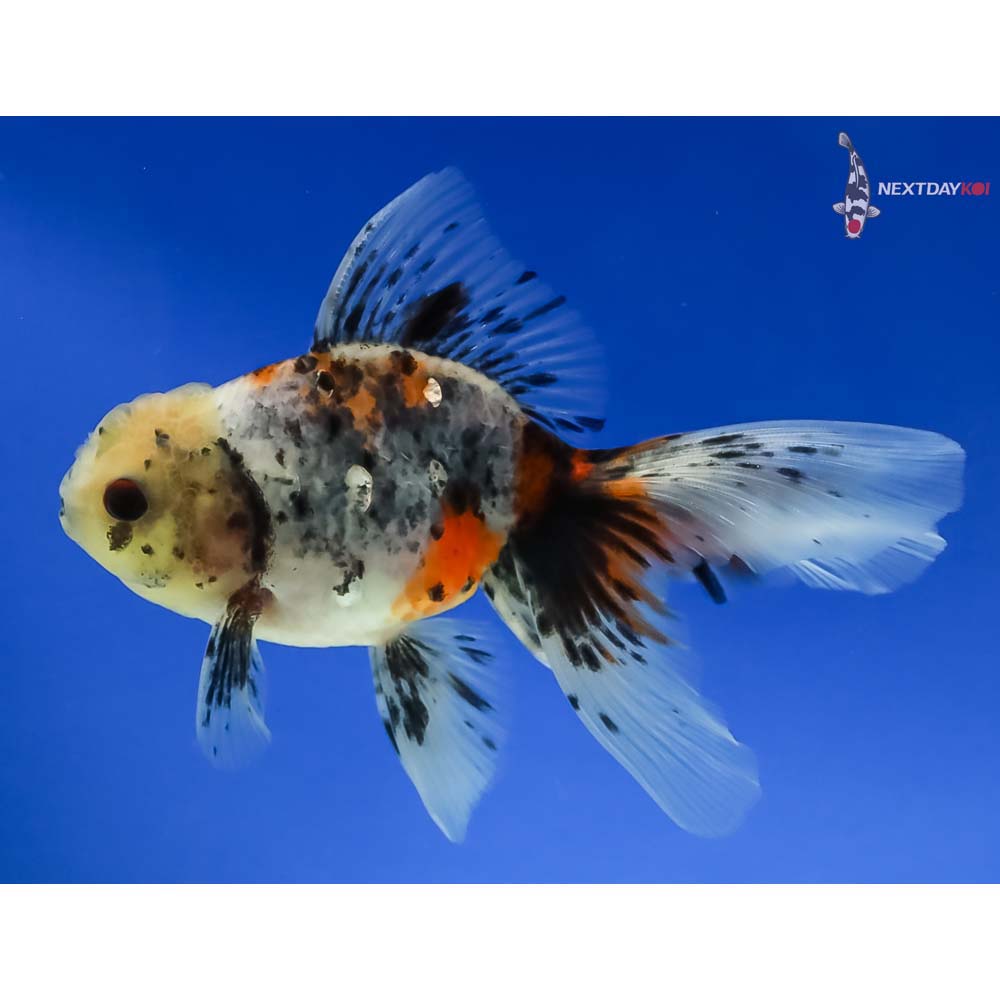 4.5” Imported Male Calico Oranda | Koi Fish For Sale