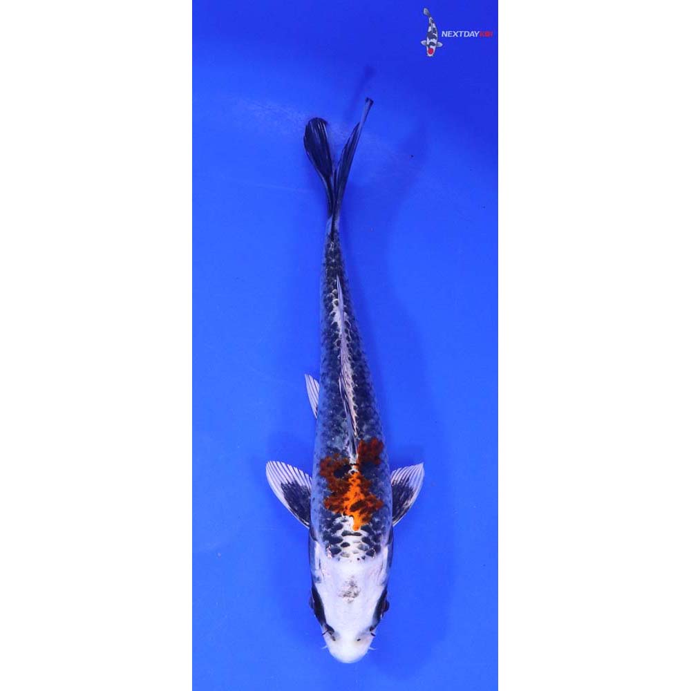 6.5” Imported Kujaku | Koi Fish For Sale