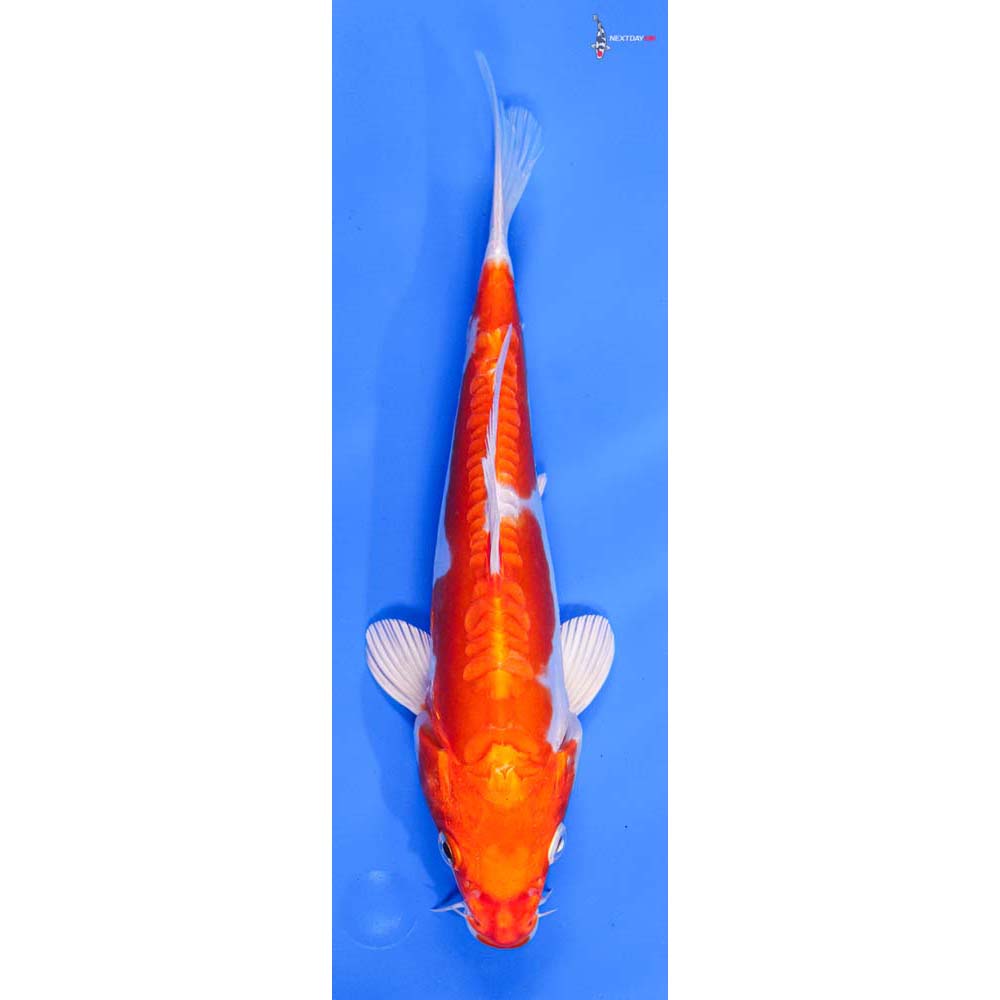 8” Imported Kikusui | Koi Fish For Sale