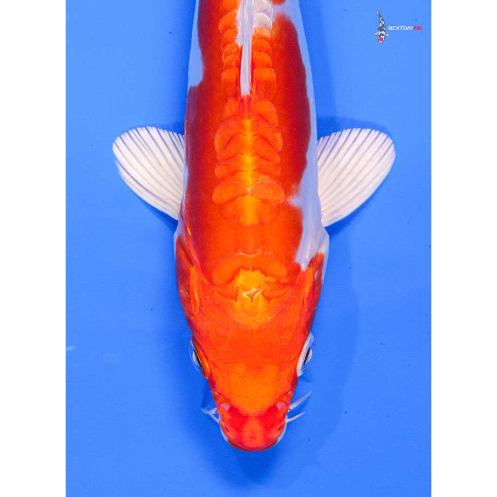 8” Imported Kikusui | Koi Fish For Sale