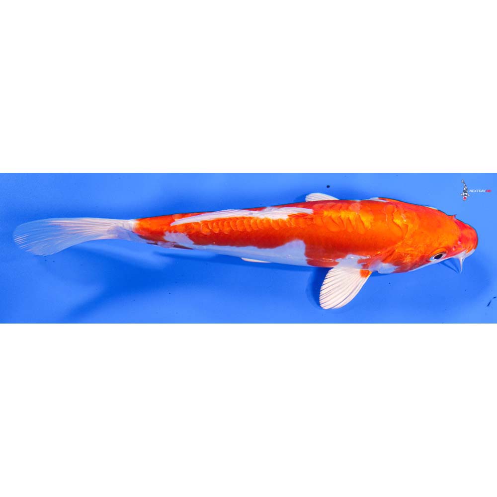 8” Imported Kikusui | Koi Fish For Sale