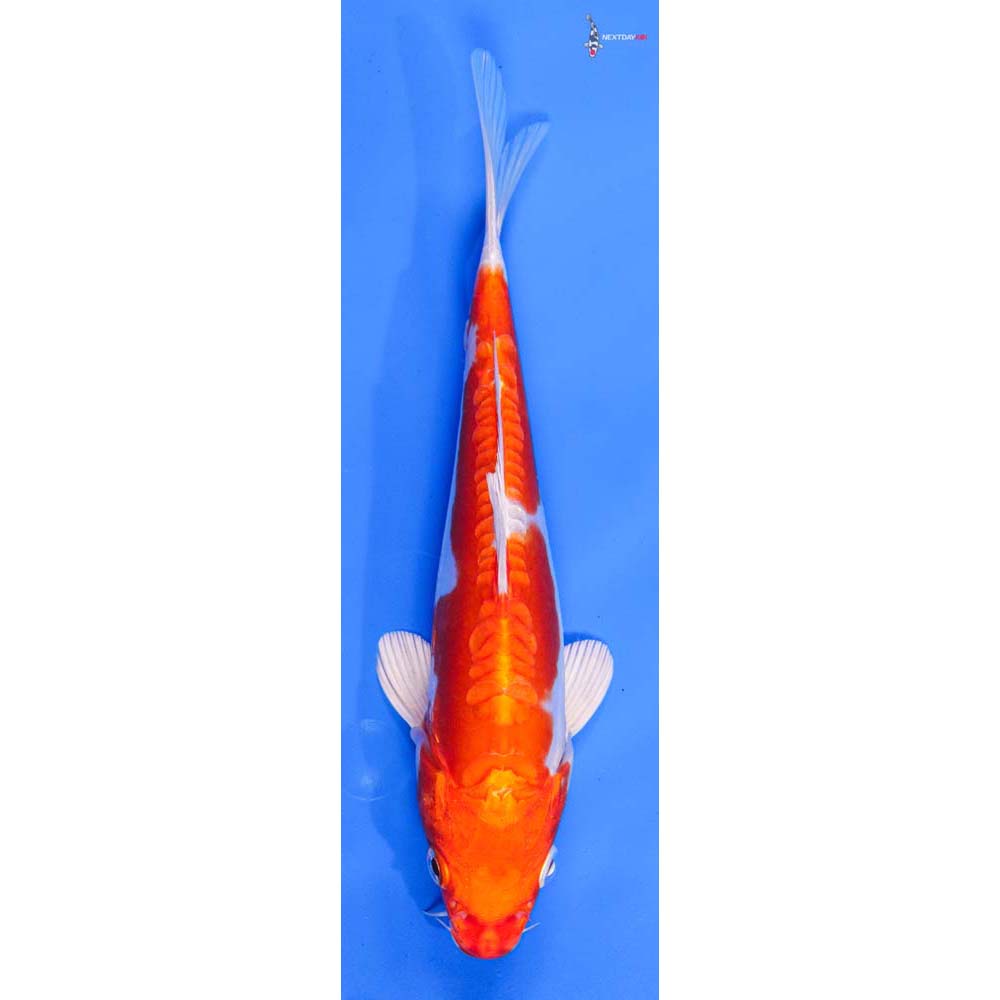 8” Imported Kikusui | Koi Fish For Sale