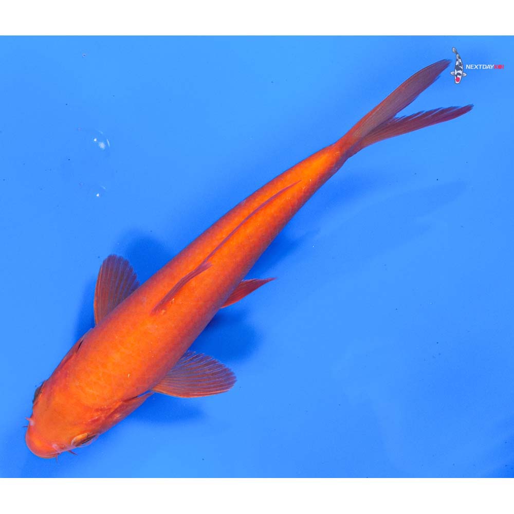 7” Imported Doitsu Chagoi | Koi Fish For Sale