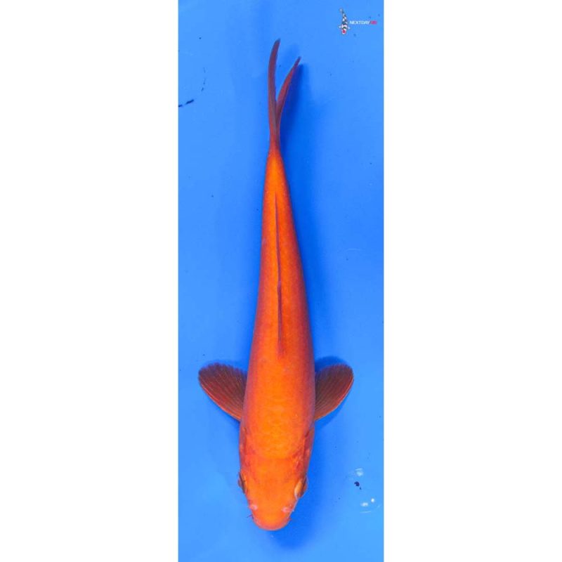 Chagoi Koi Fish For Sale | Next Day Koi