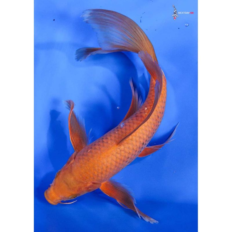 Chagoi Koi Fish For Sale | Next Day Koi