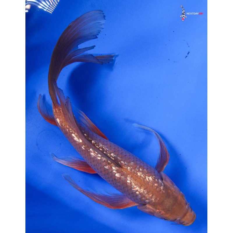 Chagoi Koi Fish For Sale | Next Day Koi