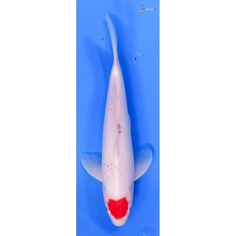 10” Imported Male Sanke | Koi Fish For Sale
