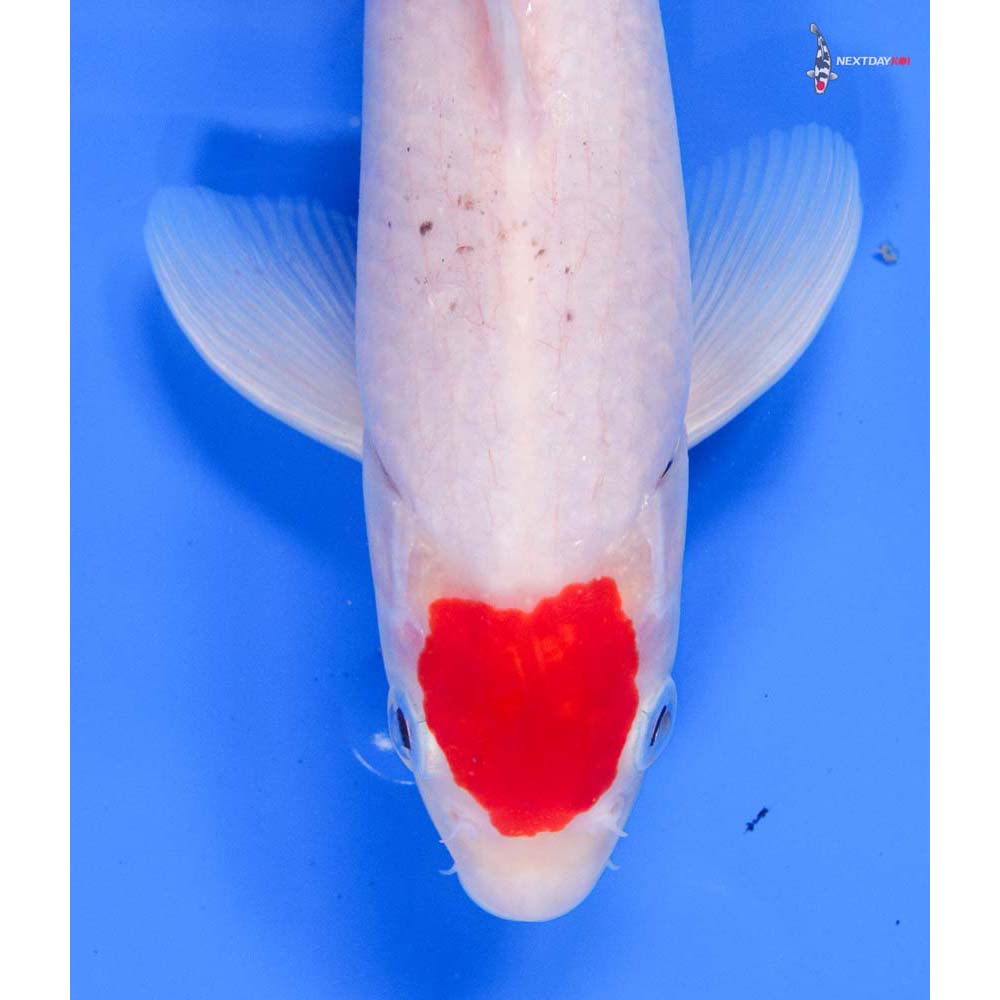 10” Imported Male Sanke | Koi Fish For Sale