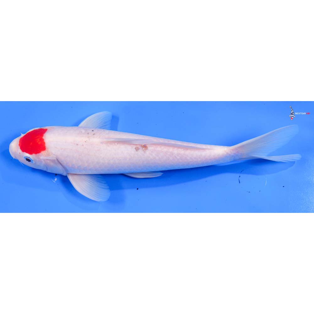 10” Imported Male Sanke | Koi Fish For Sale
