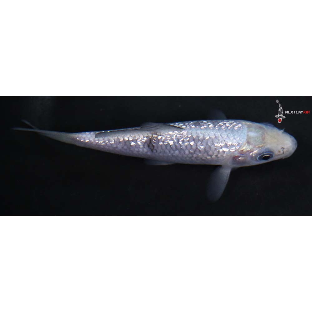 4” Imported Gin Rin Soragoi | Koi Fish For Sale
