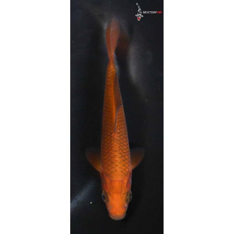 Chagoi Koi Fish For Sale | Next Day Koi