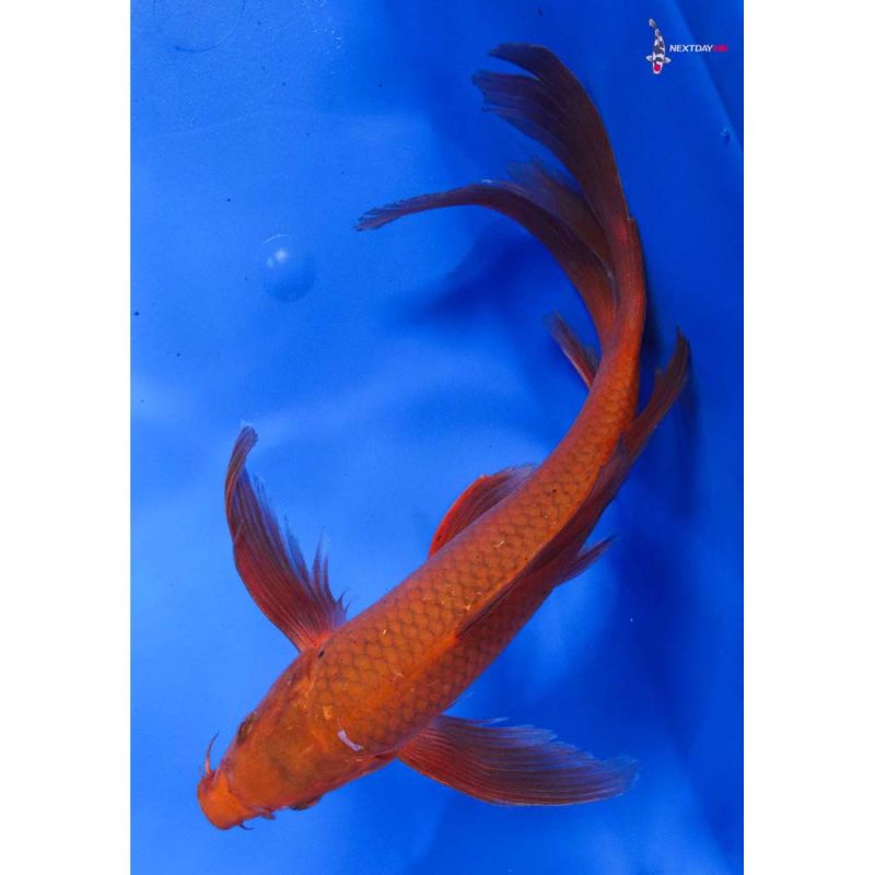 Chagoi Koi Fish For Sale | Next Day Koi