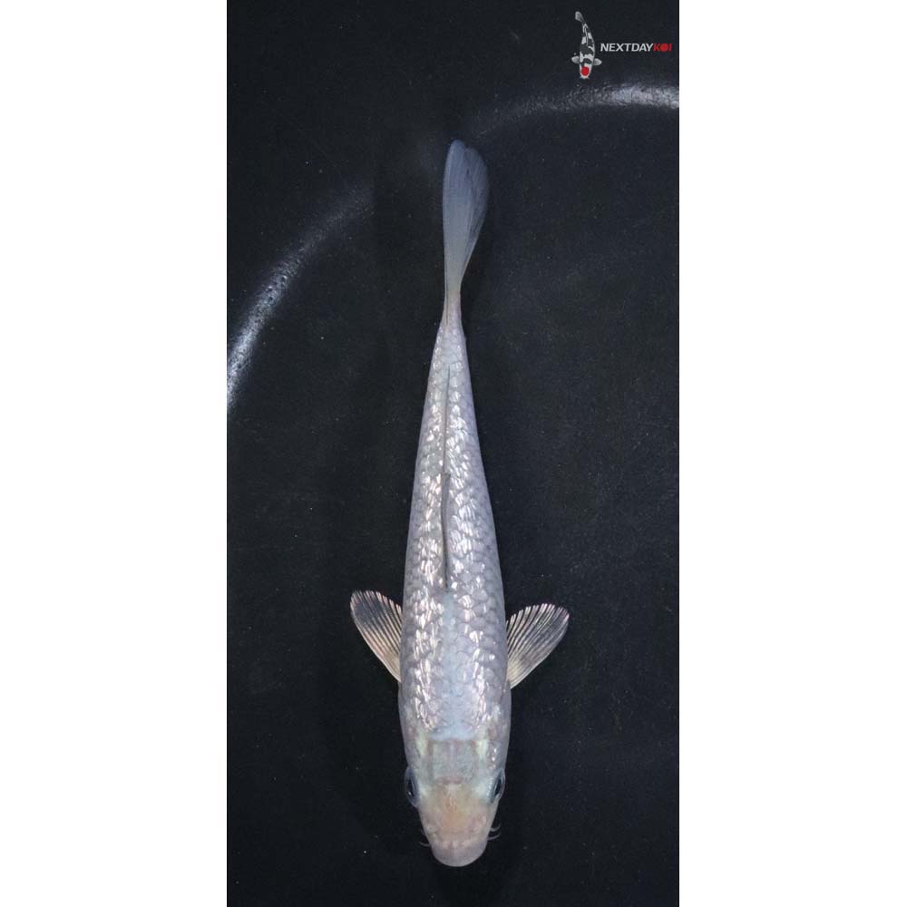 5” Imported Gin Rin Soragoi | Koi Fish For Sale