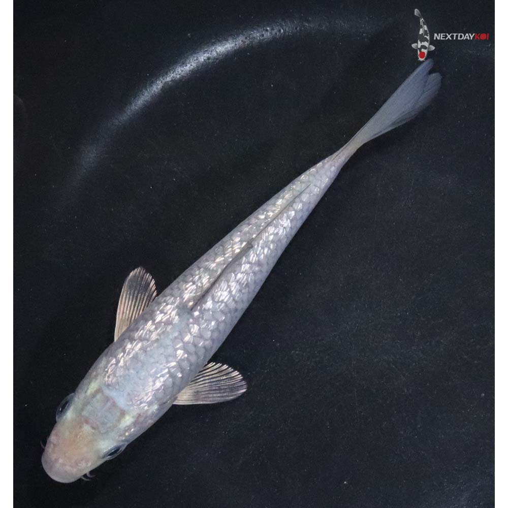 5” Imported Gin Rin Soragoi | Koi Fish For Sale