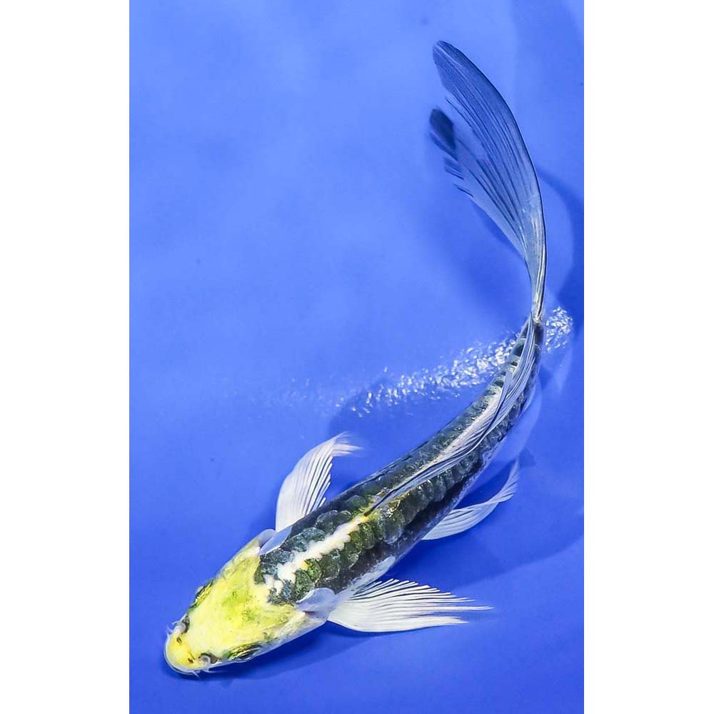 5” Imported Gin Rin Kin Kikokuryu Butterfly Koi | Koi Fish For Sale