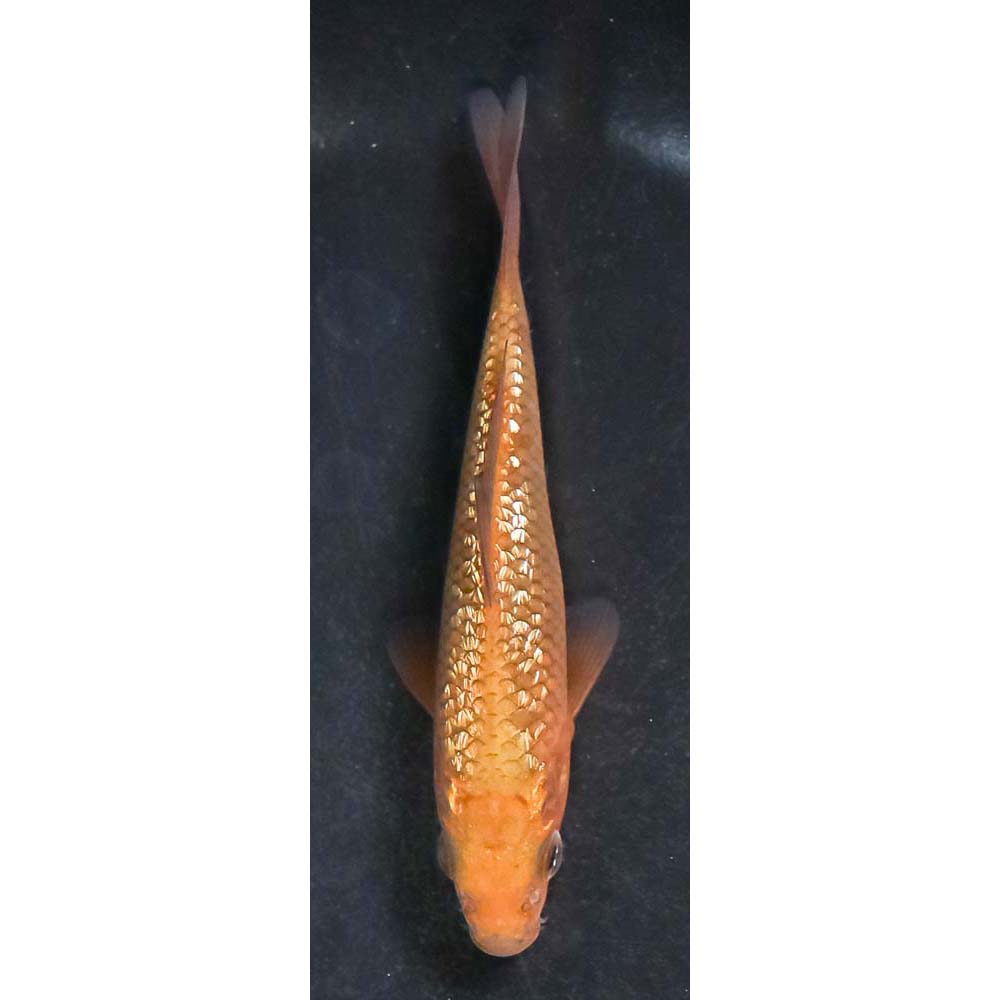 Chagoi Koi Fish For Sale | Next Day Koi