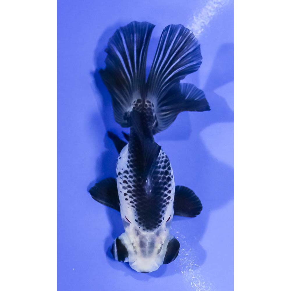 3.5” Imported Black and White Telescope Fantail | Koi Fish For Sale