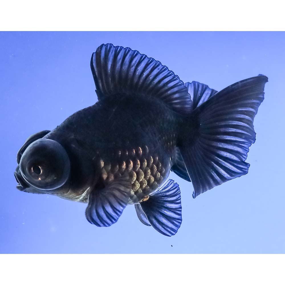 3” Imported Black Butterfly Tail | Koi Fish For Sale