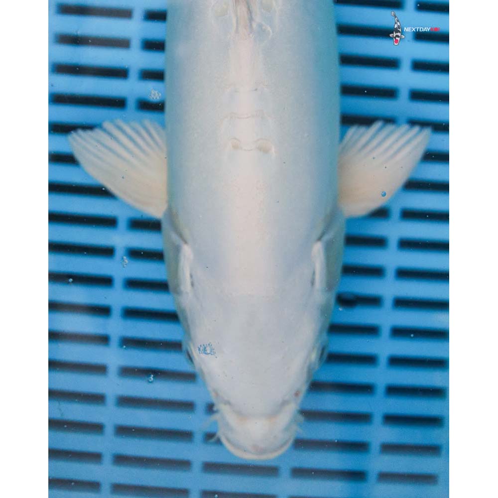 15” Imported Doitsu Platinum Ogon | Koi Fish For Sale
