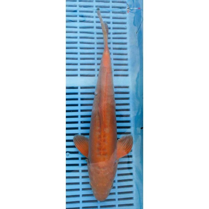 Chagoi Koi Fish For Sale | Next Day Koi