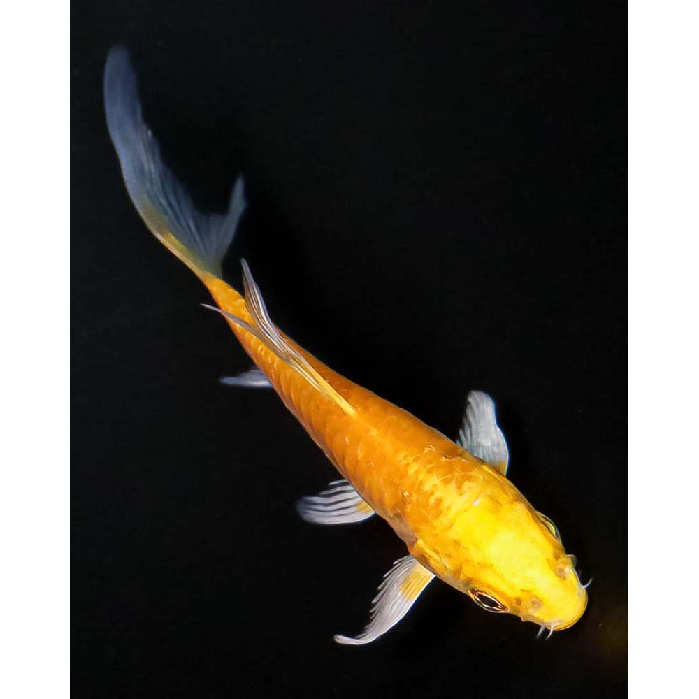 3.5” Imported Armor Scaled Yamabuki Ogon Butterfly Koi | Koi Fish For Sale
