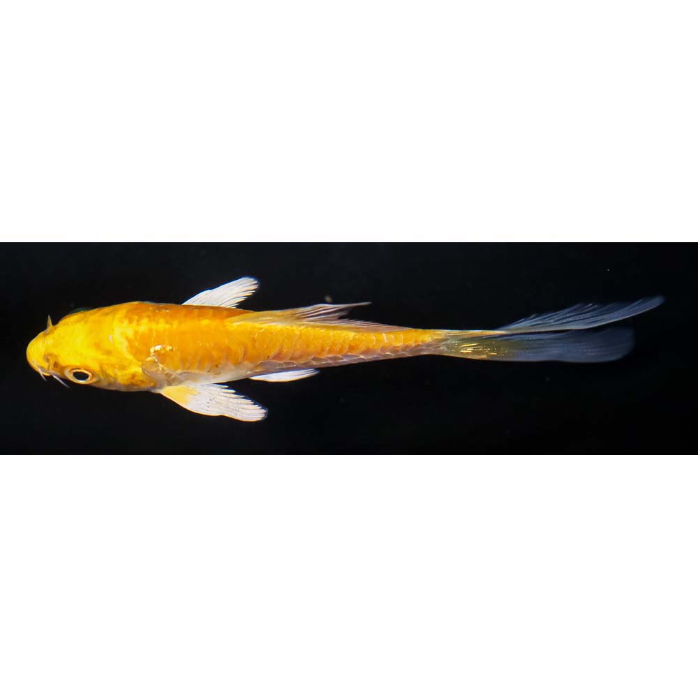 3.5” Imported Armor Scaled Yamabuki Ogon Butterfly Koi | Koi Fish For Sale
