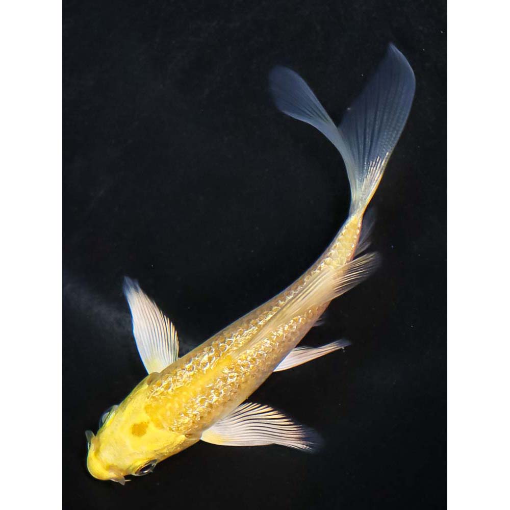 3.5” Imported Gin Rin Yamabuki Ogon Butterfly Koi | Koi Fish For Sale