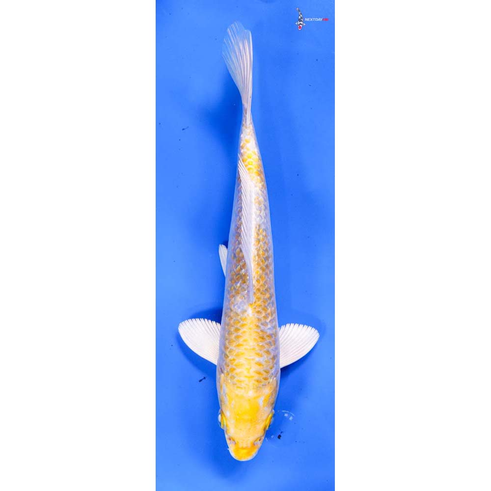 Hariwake Koi Fish For Sale | Next Day Koi