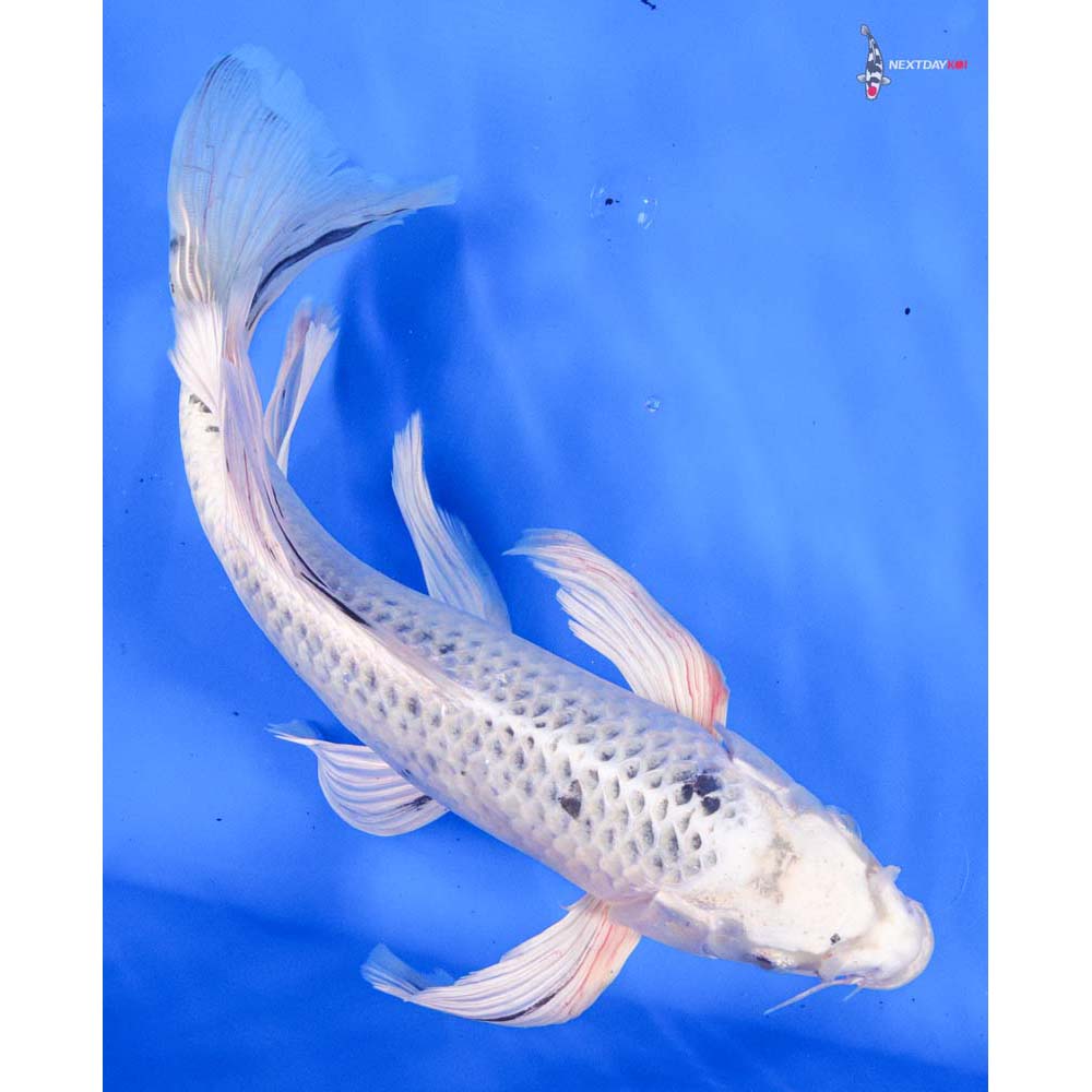 Bekko Koi Fish For Sale | Next Day Koi