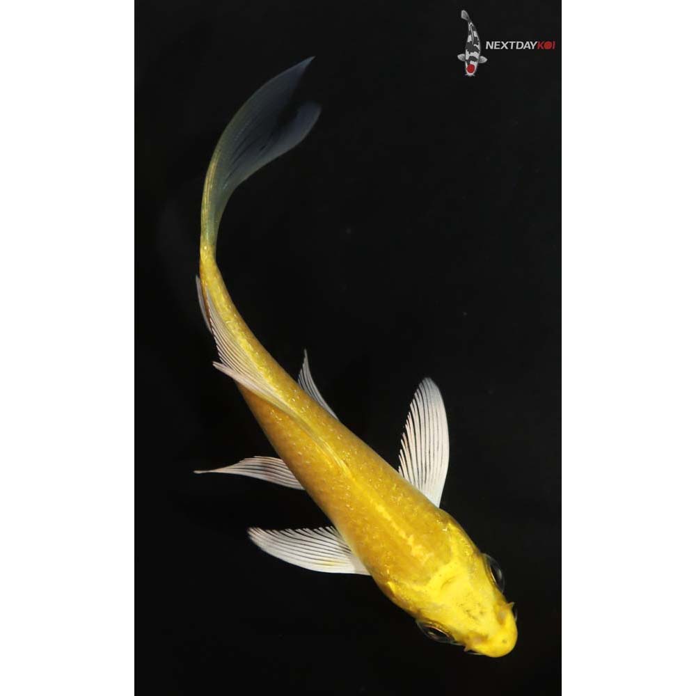 4” Imported Yamabuki Ogon Butterfly Koi | Koi Fish For Sale