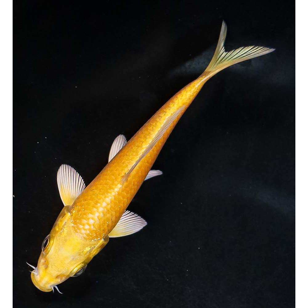 4” Imported Yamabuki Ogon | Koi Fish For Sale