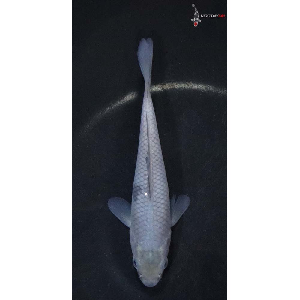 5” Imported Soragoi | Koi Fish For Sale
