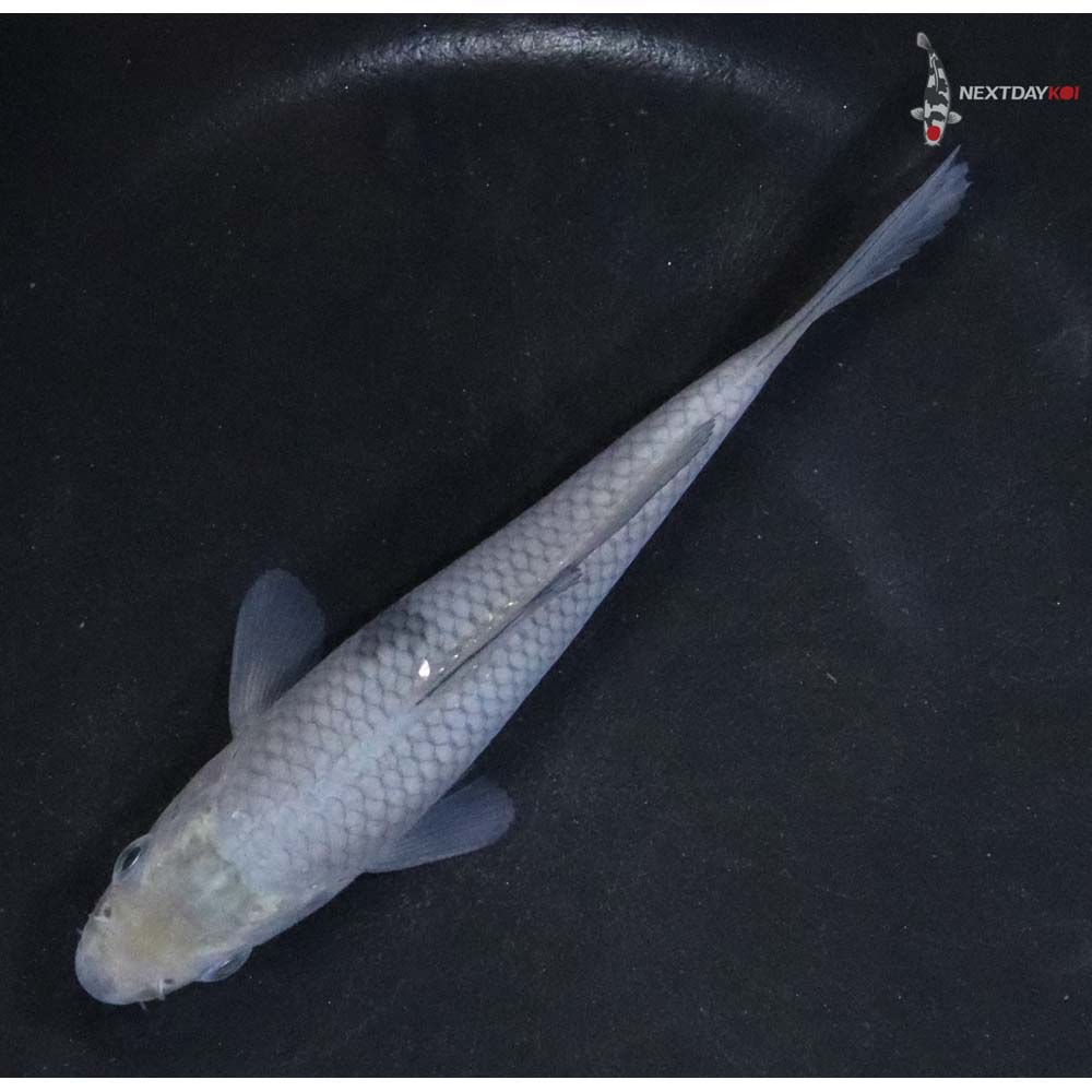 5” Imported Soragoi | Koi Fish For Sale