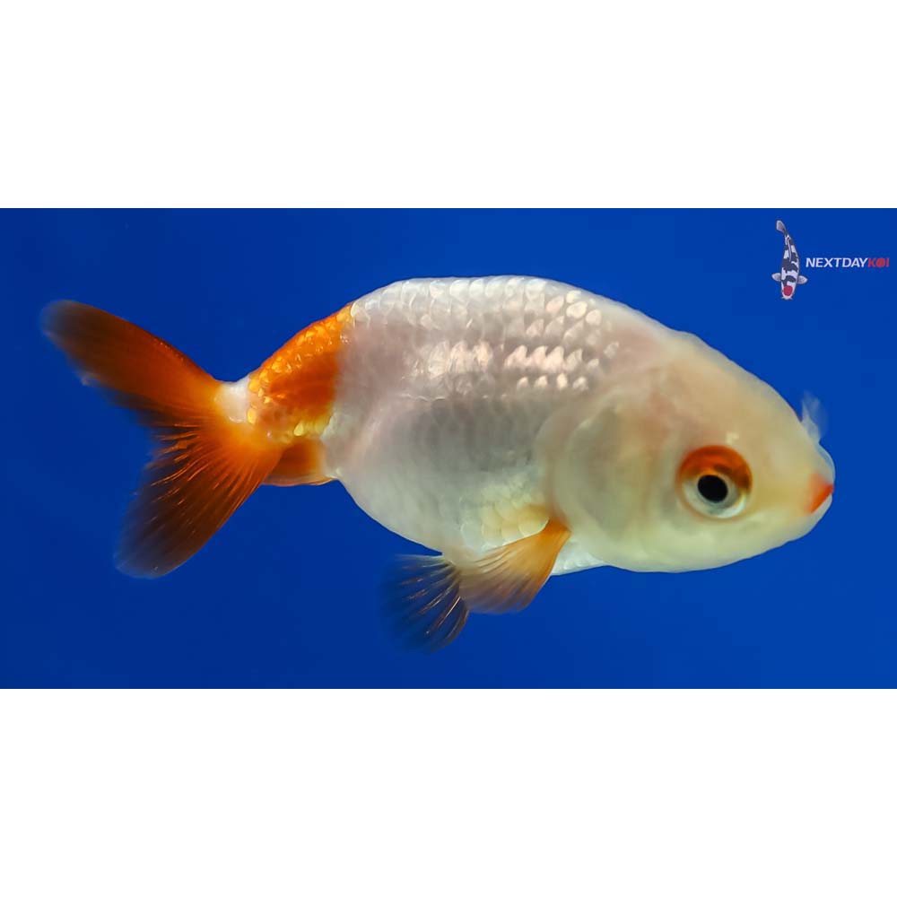 2” Imported Red and White Ranchu | Koi Fish For Sale