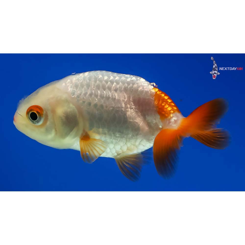 2” Imported Red and White Ranchu | Koi Fish For Sale