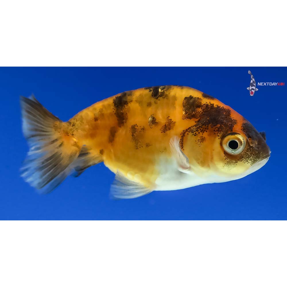 Ranchu | Koi Fish For Sale | Next Day Koi