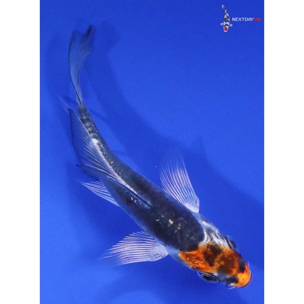 3” Imported Kin Kikokuryu Butterfly Koi | Koi Fish For Sale