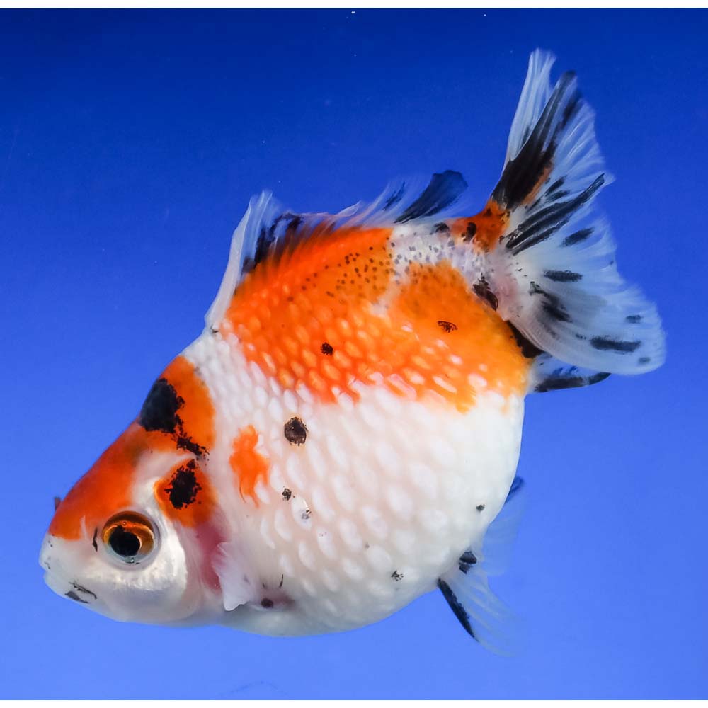 3.5” Imported Calico Pearlscale | Koi Fish For Sale