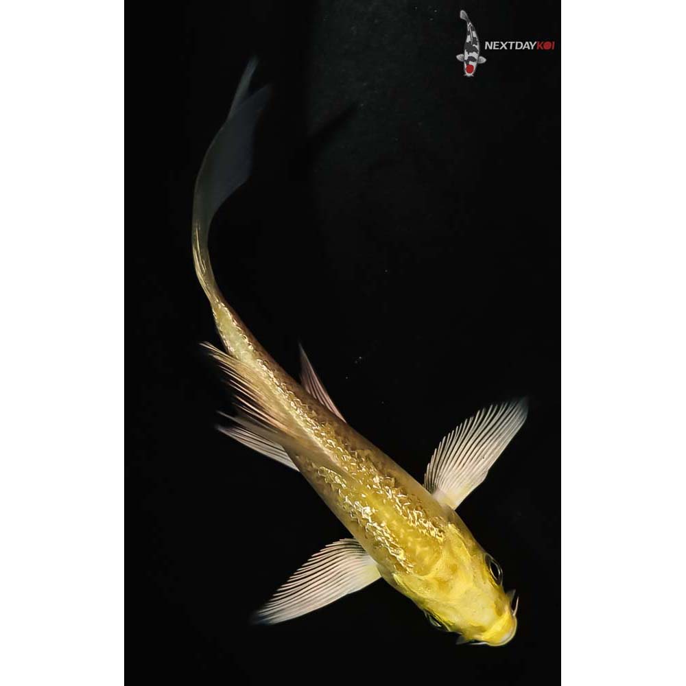 3.5” Imported Gin Rin Yamabuki Ogon Butterfly Koi | Koi Fish For Sale