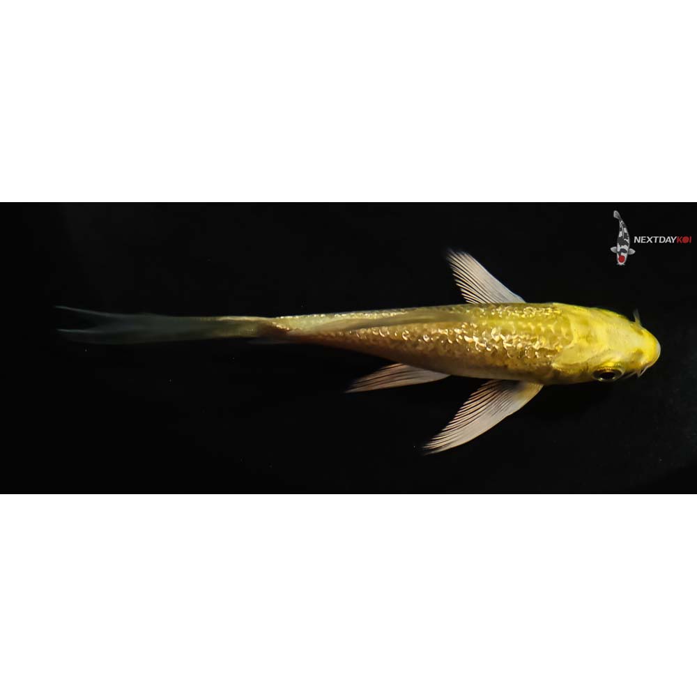 3.5” Imported Gin Rin Yamabuki Ogon Butterfly Koi | Koi Fish For Sale