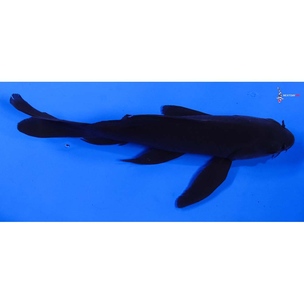 9” Karasu Butterfly Koi | Koi Fish For Sale