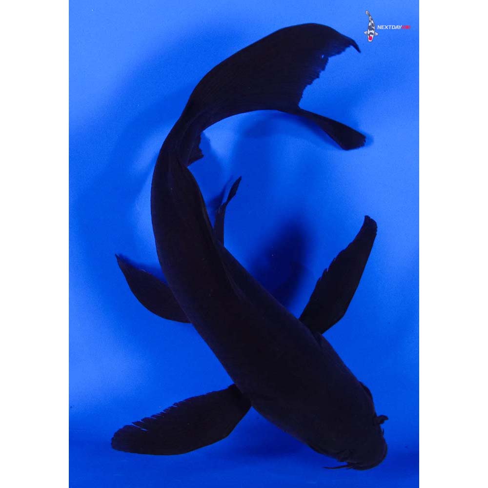 9” Karasu Butterfly Koi | Koi Fish For Sale
