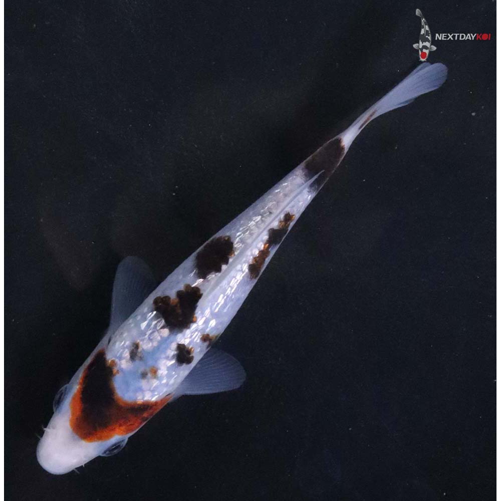 4.5” Imported Gin Rin Goromo | Koi Fish For Sale