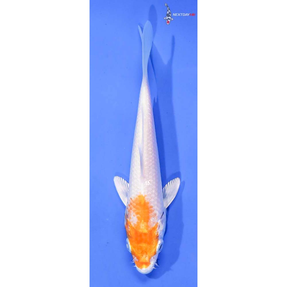 Hariwake Koi Fish For Sale | Next Day Koi